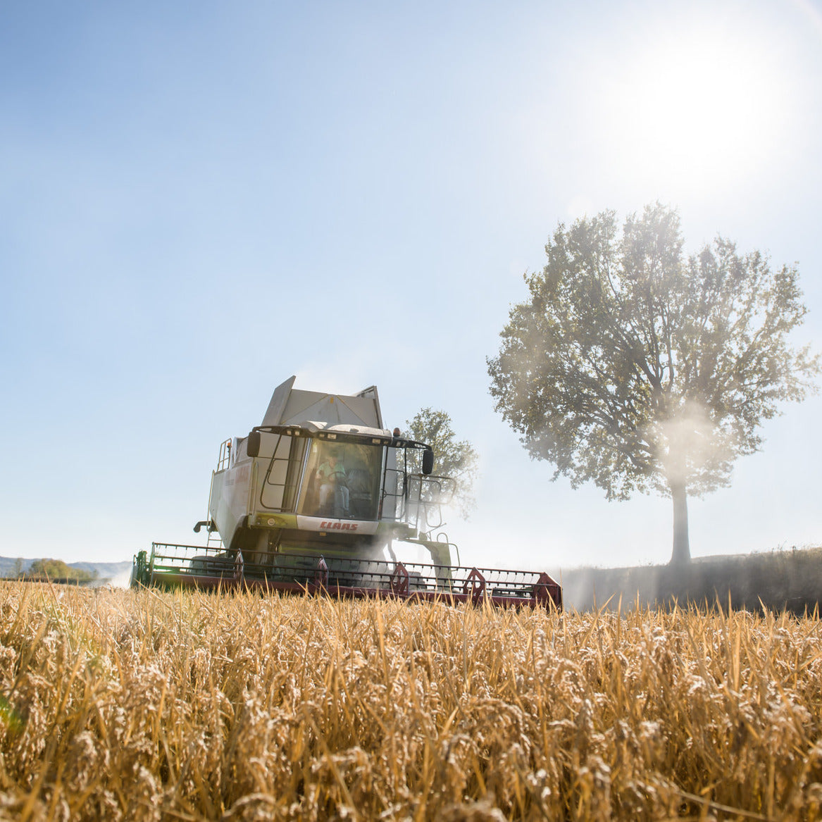 Organic Gluten Free Brown Rice Pasta Egg Tagliatelle – Jovial Foods, Inc