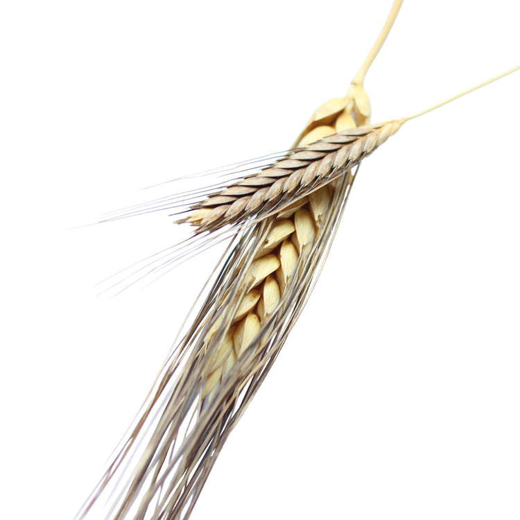 Einkorn Nutrition – Jovial Foods, Inc